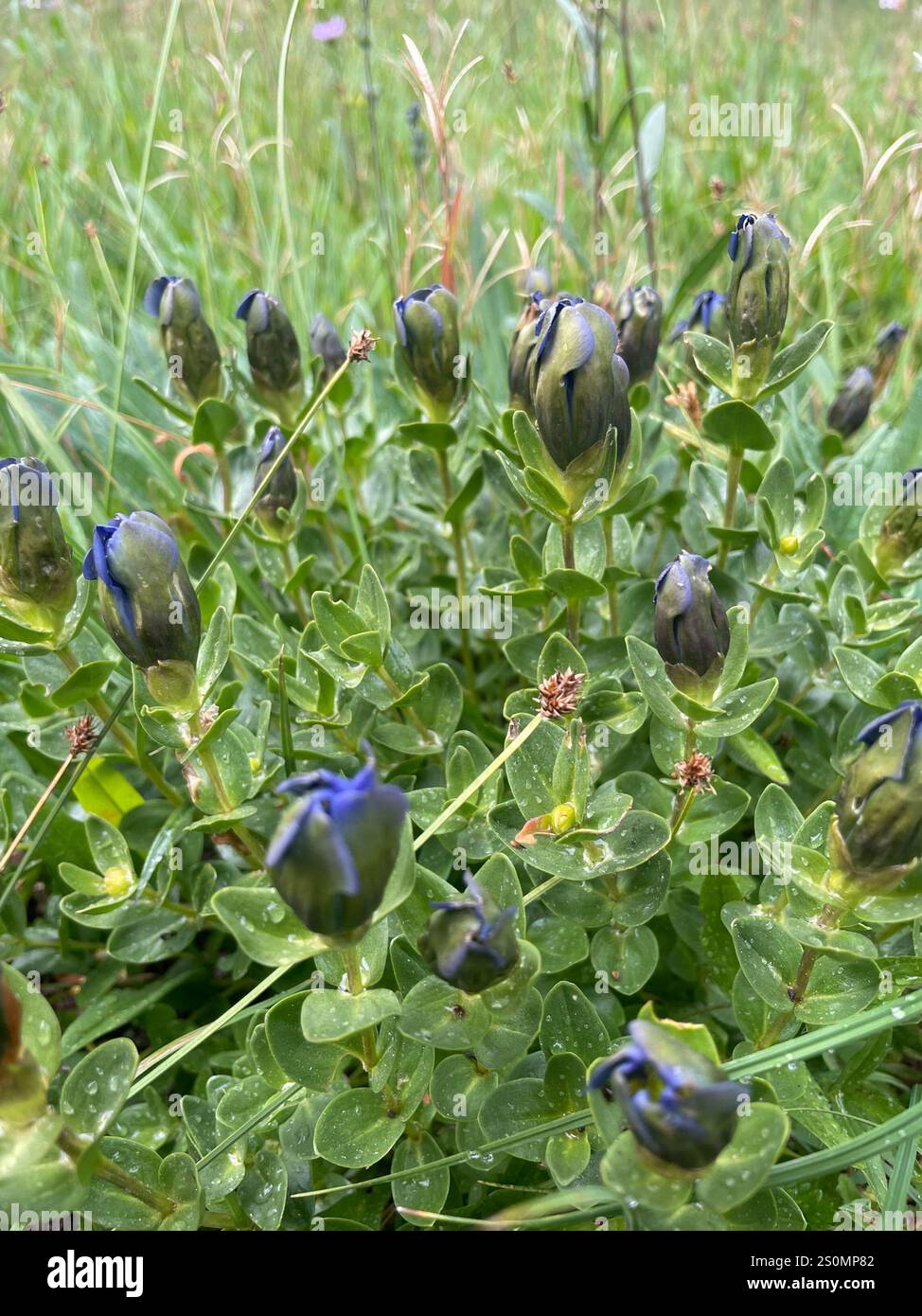 Mountain Bog Gentian (Gentiana calycosa Stock Photo - Alamy