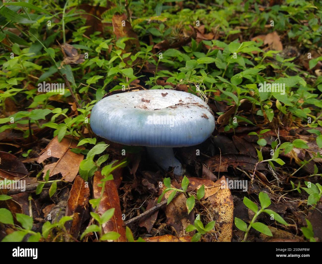 indigo milk cap (Lactarius indigo Stock Photo - Alamy