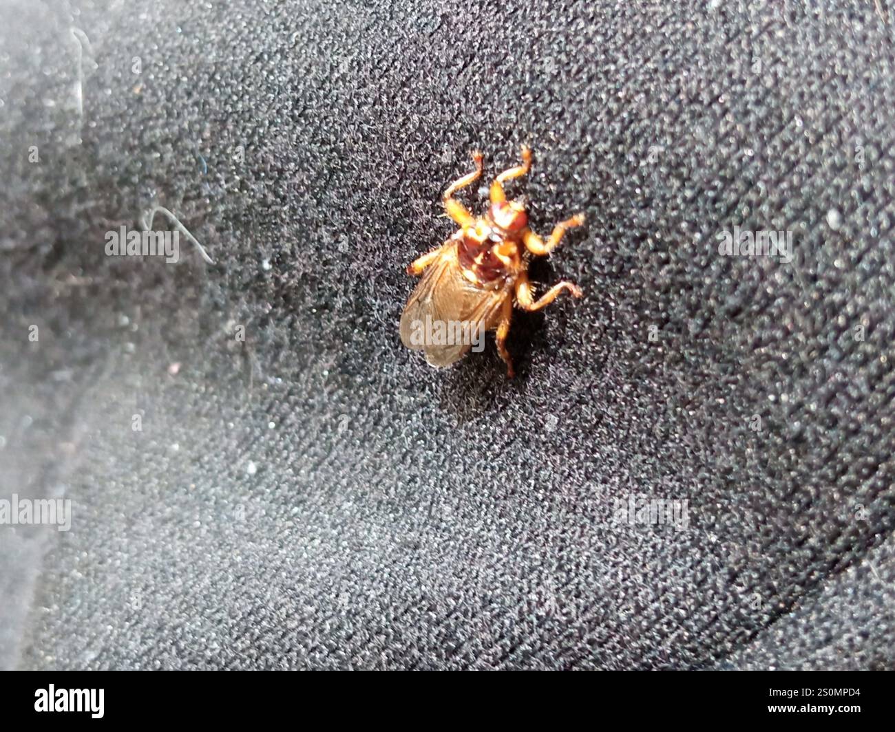 New Forest fly (Hippobosca equina Stock Photo - Alamy
