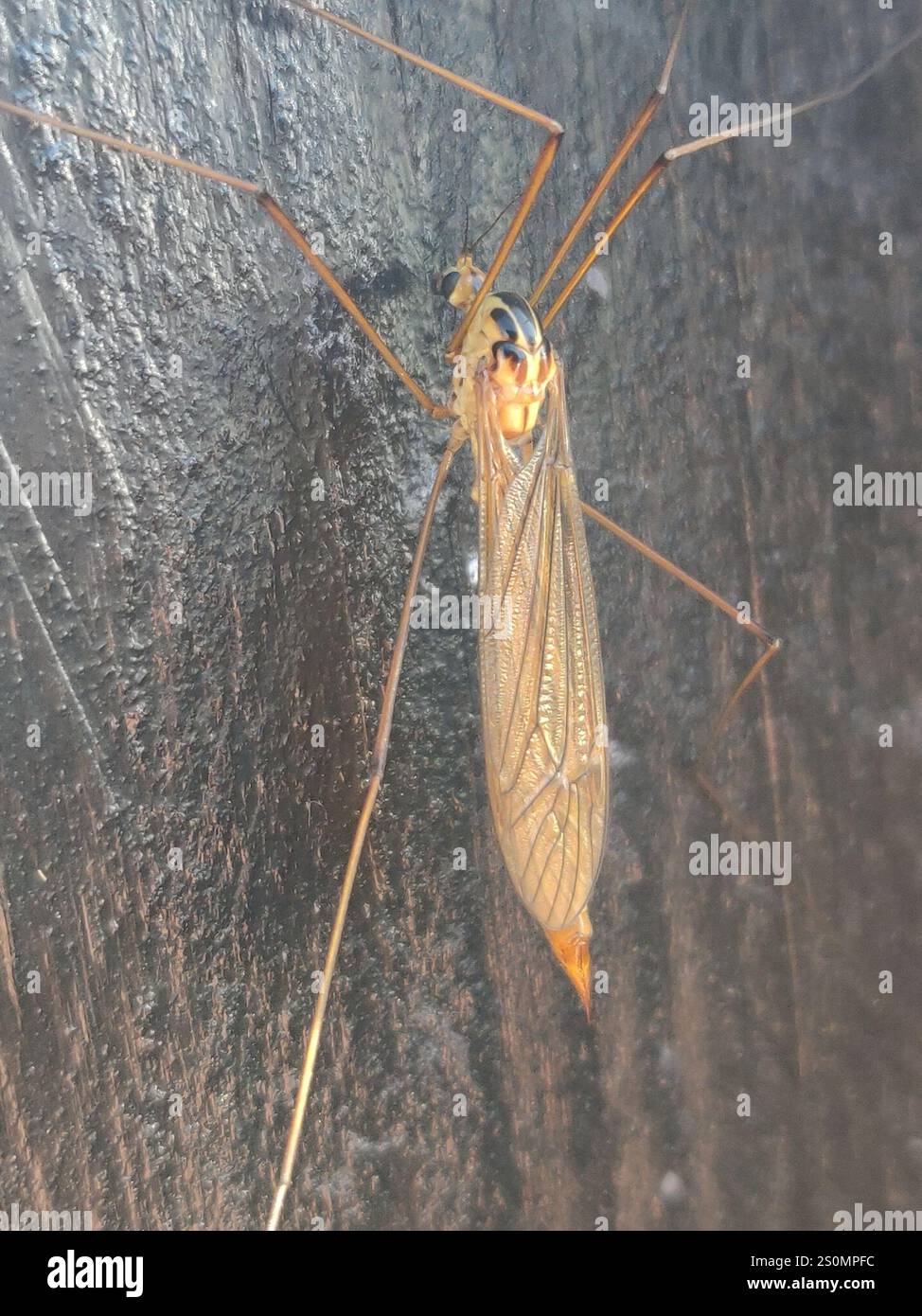 European Crane Fly (Tipula paludosa Stock Photo - Alamy