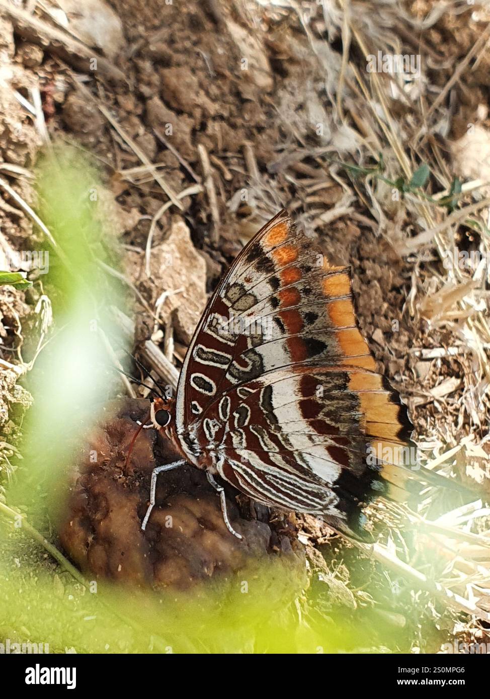 Two-tailed Pasha (Charaxes jasius Stock Photo - Alamy