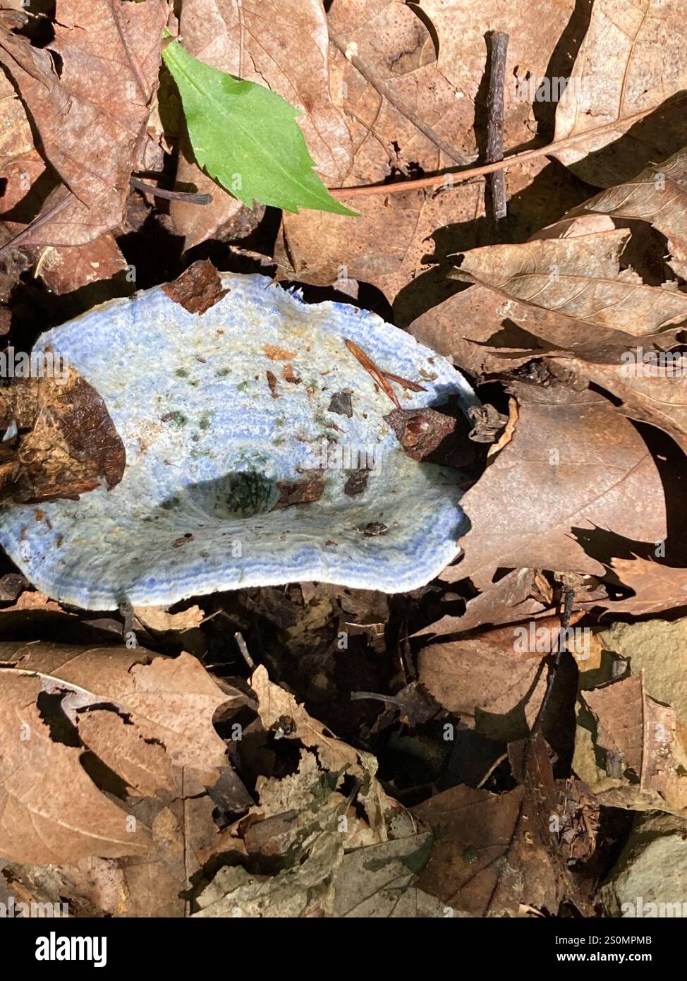 indigo milk cap (Lactarius indigo Stock Photo - Alamy