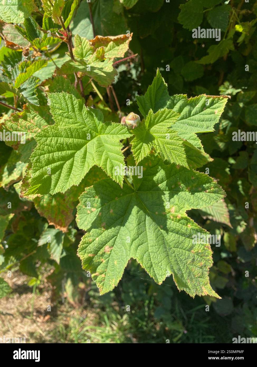 thimbleberry (Rubus parviflorus Stock Photo - Alamy