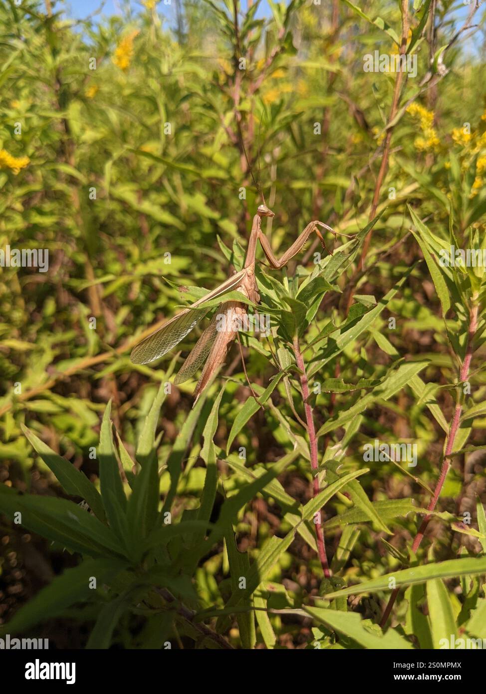 European Mantis (Mantis religiosa Stock Photo - Alamy