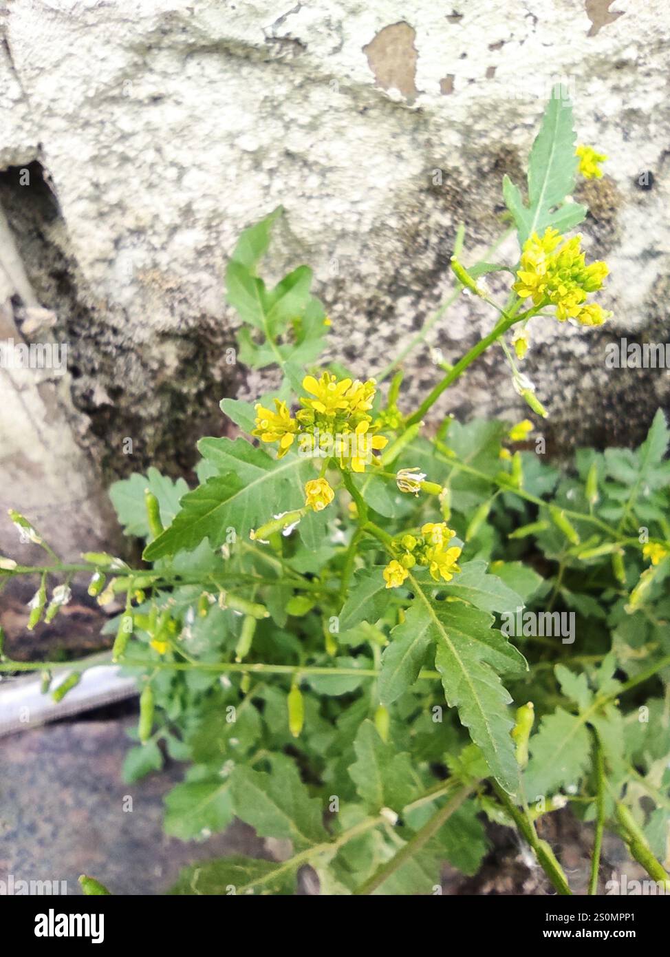 Bog Yellowcress (Rorippa palustris Stock Photo - Alamy