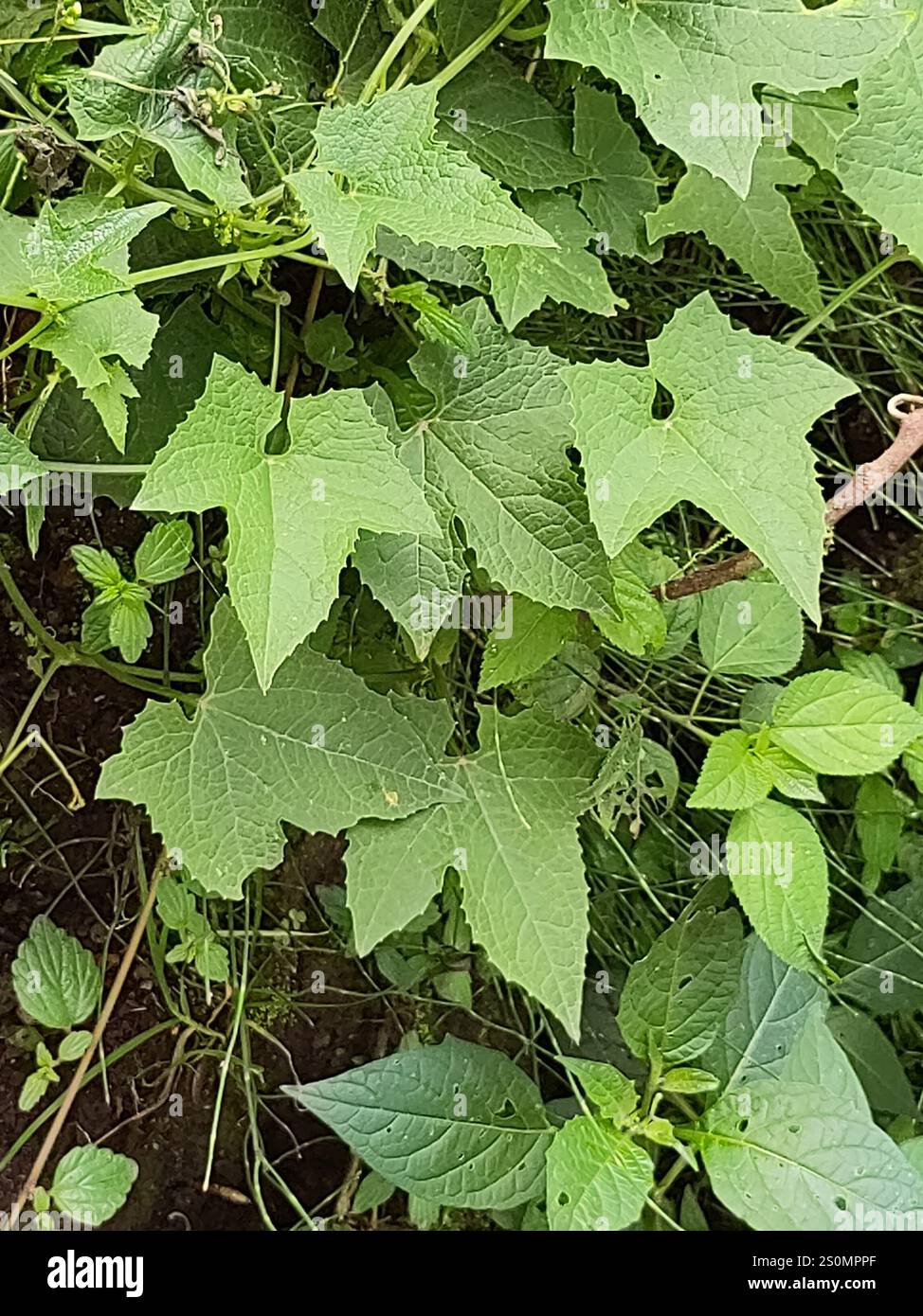 gourd family (Cucurbitaceae Stock Photo - Alamy