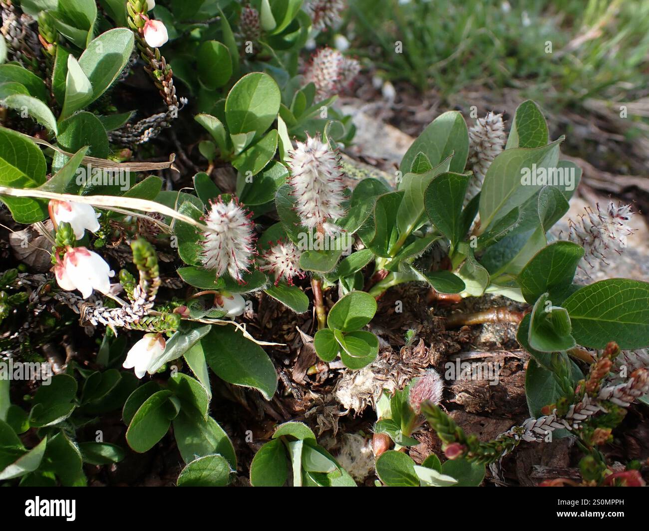 arctic willow (Salix arctica Stock Photo - Alamy