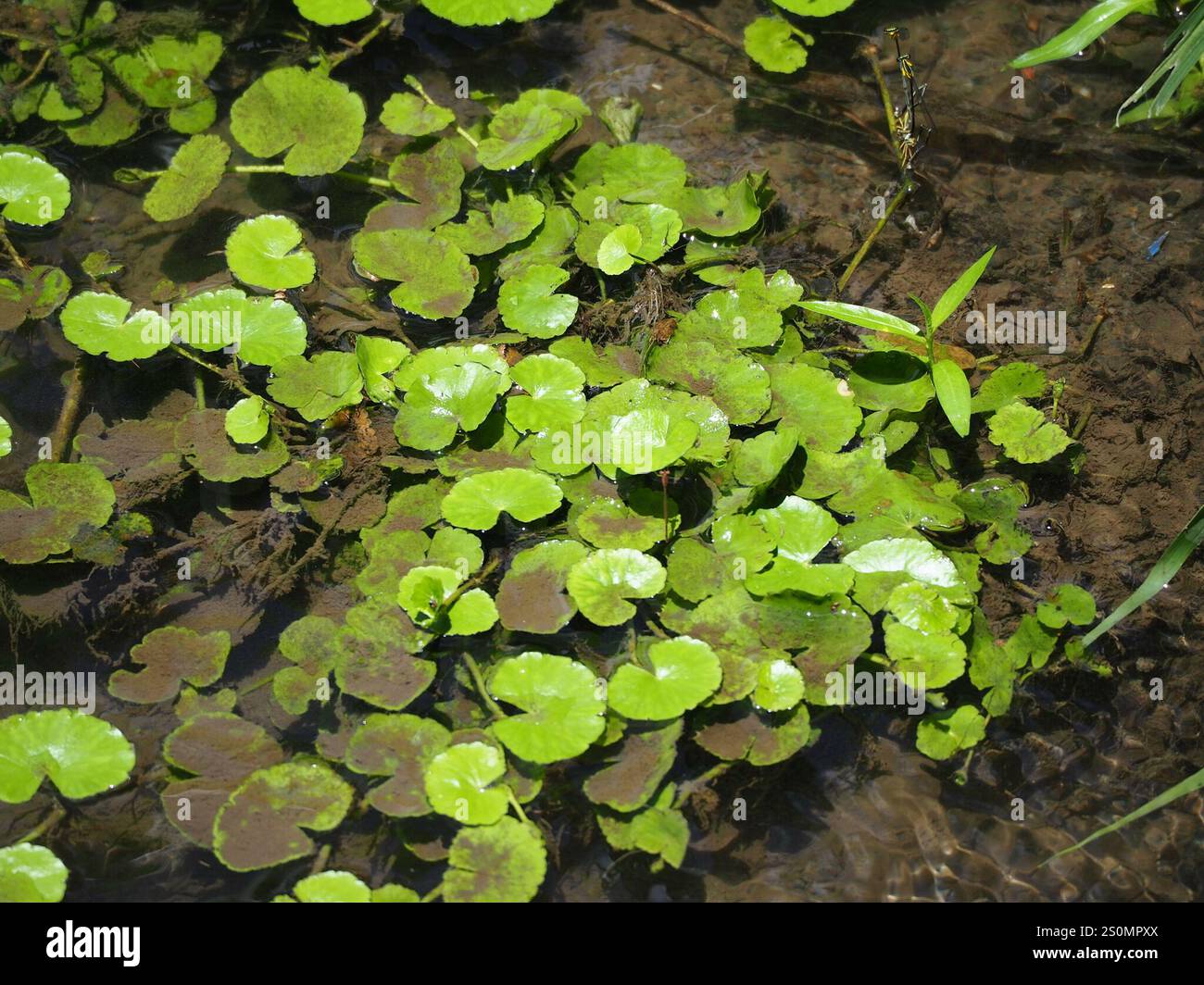 floating marsh pennywort (Hydrocotyle ranunculoides Stock Photo - Alamy