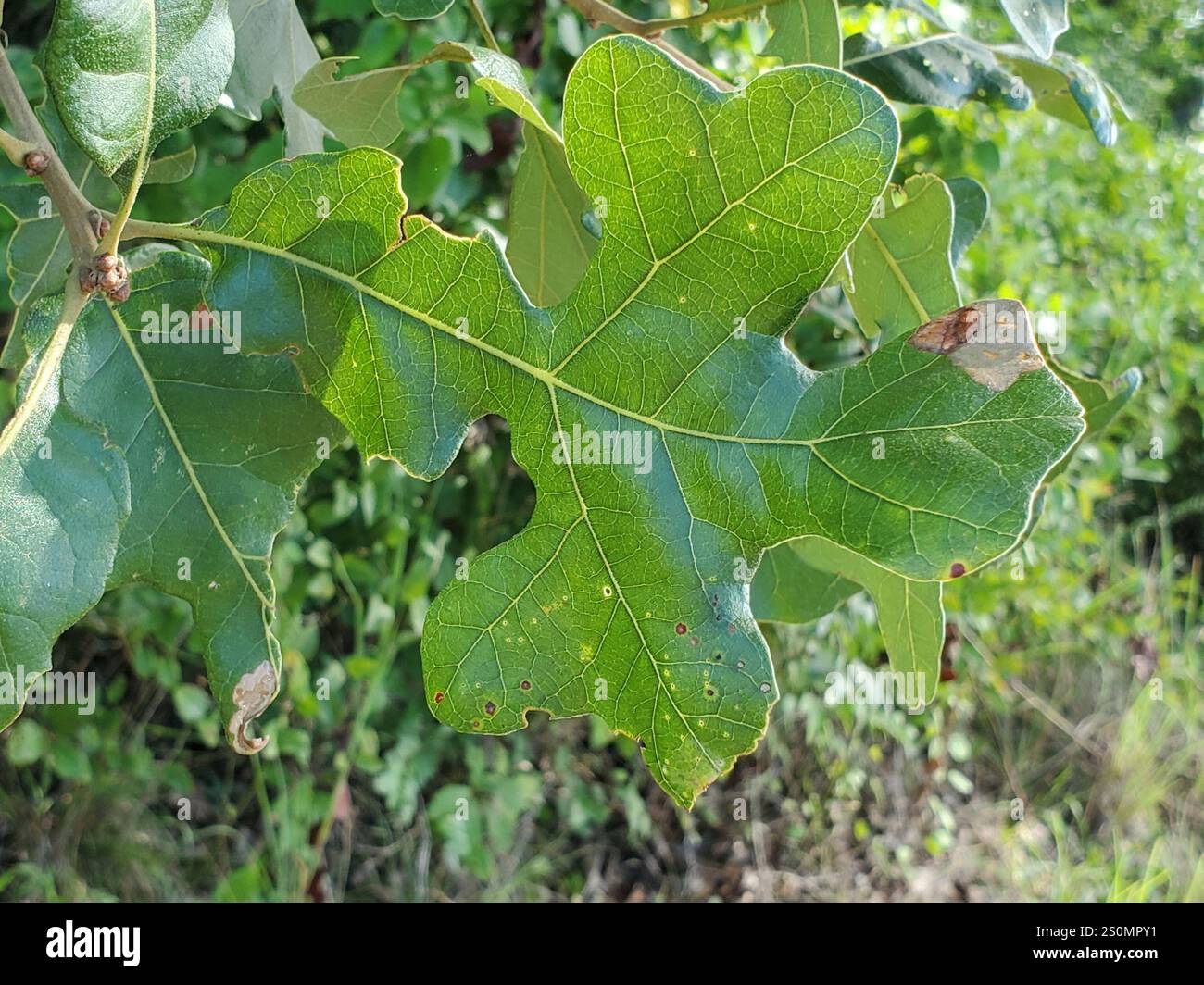post oak (Quercus stellata Stock Photo - Alamy