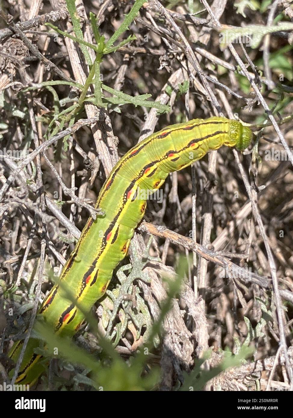 Sphinx Moths (Sphingidae Stock Photo - Alamy