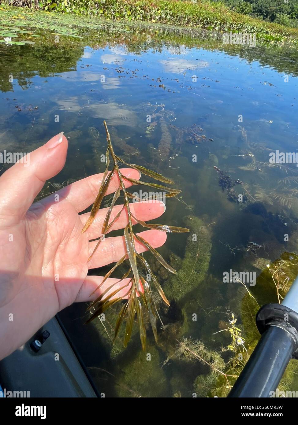 robbins' pondweed (Potamogeton robbinsii Stock Photo - Alamy