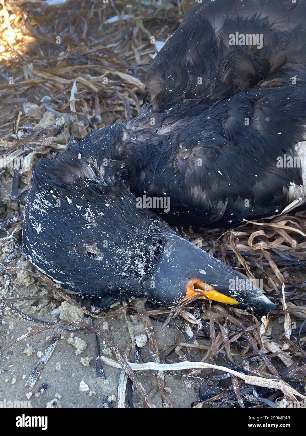 Common Scoter (Melanitta nigra Stock Photo - Alamy