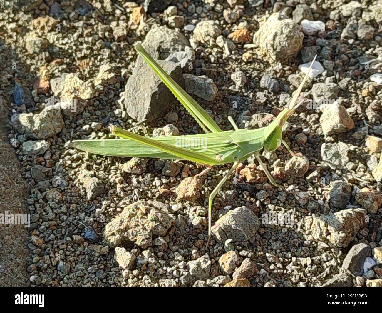 Oriental Longheaded Locust (Acrida cinerea Stock Photo - Alamy