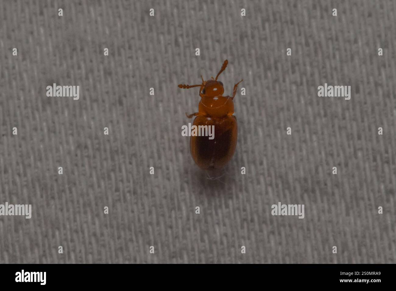 Water, Rove, Scarab, Long-horned, Leaf, and Snout Beetles (Polyphaga ...