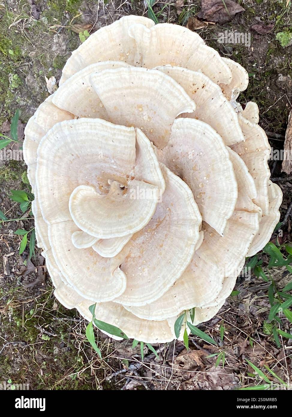Berkeley's Polypore (Bondarzewia berkeleyi Stock Photo - Alamy