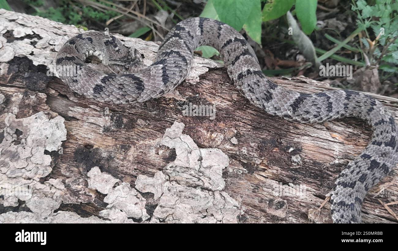 False Fer-de-lance (Xenodon rabdocephalus Stock Photo - Alamy