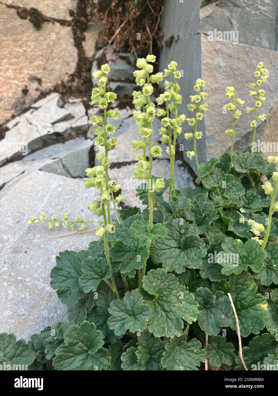 Elmera (Elmera racemosa Stock Photo - Alamy