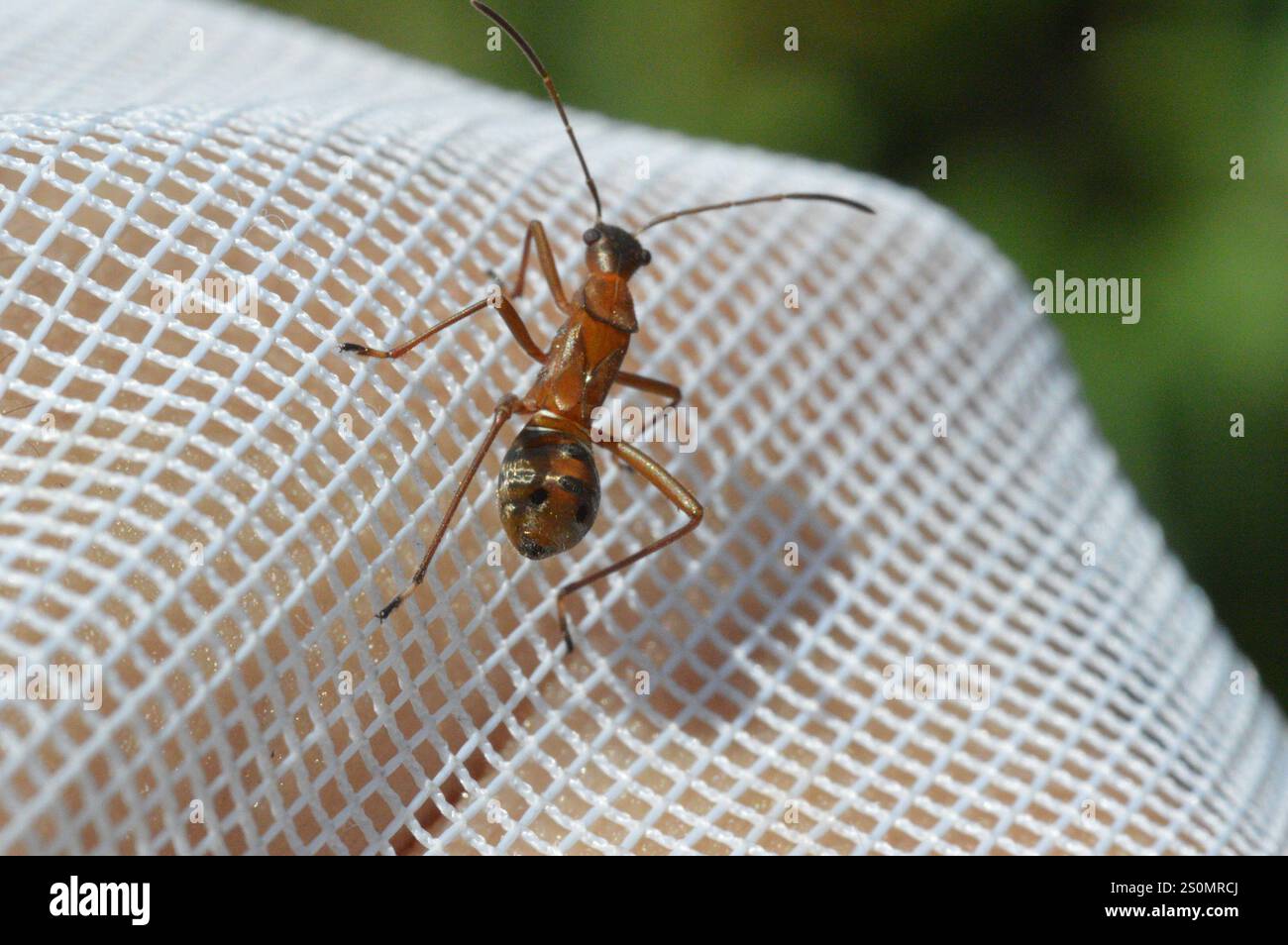 Broad-headed Bugs (Alydidae Stock Photo - Alamy