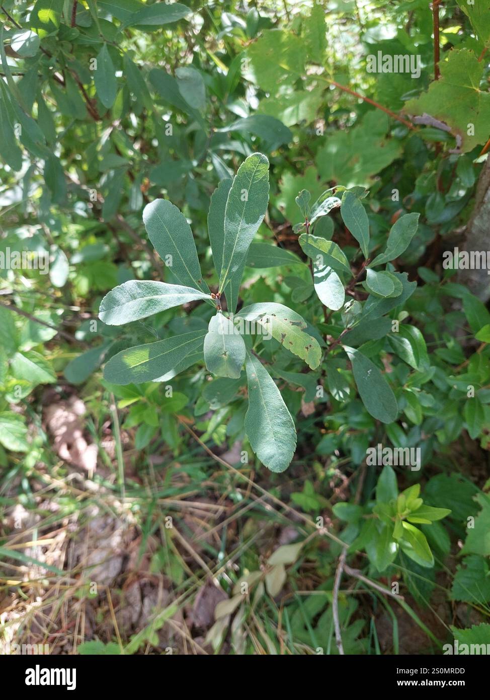 bog myrtle (Myrica gale Stock Photo - Alamy