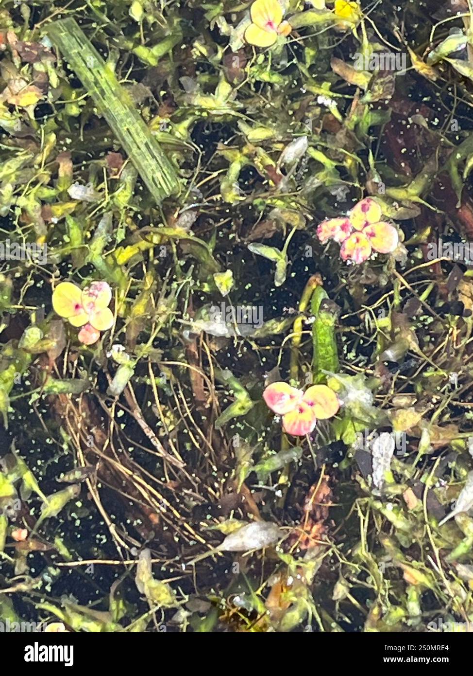 greater duckweed (Spirodela polyrhiza Stock Photo - Alamy