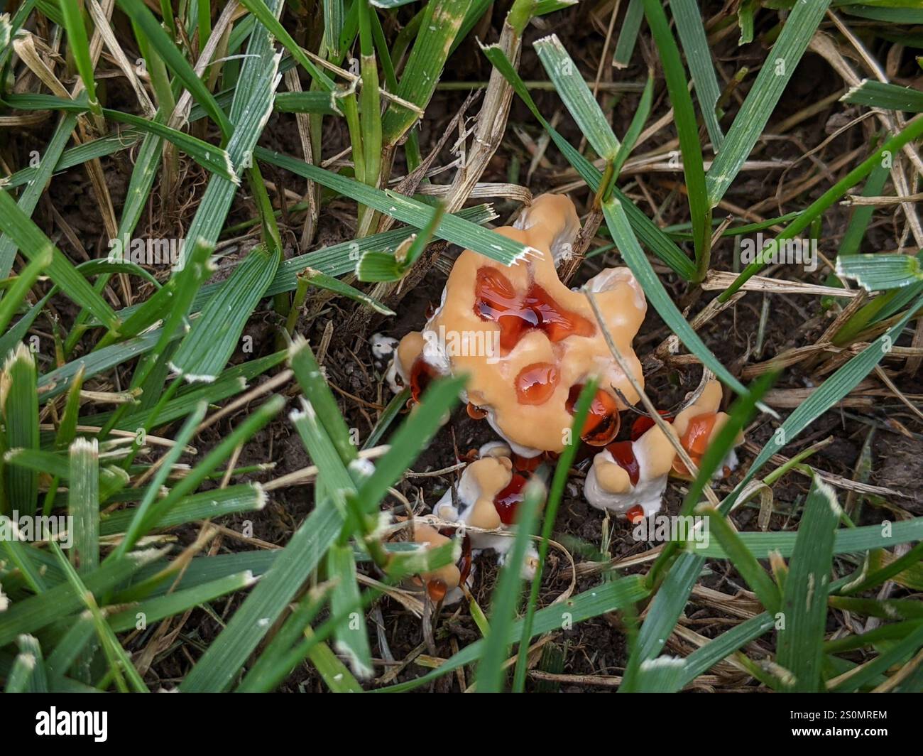 Blushing Rosette (Abortiporus biennis Stock Photo - Alamy