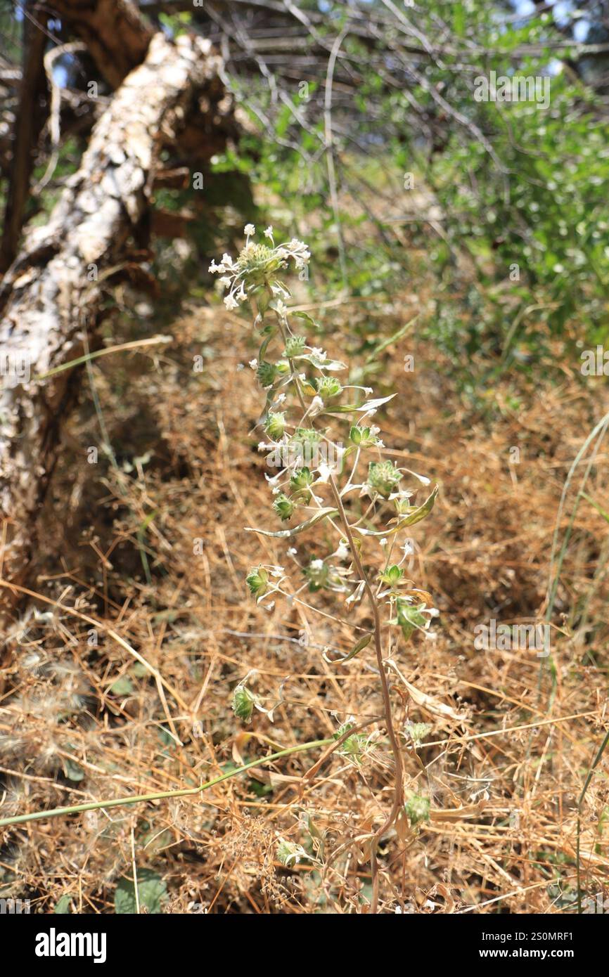 grand collomia (Collomia grandiflora Stock Photo - Alamy