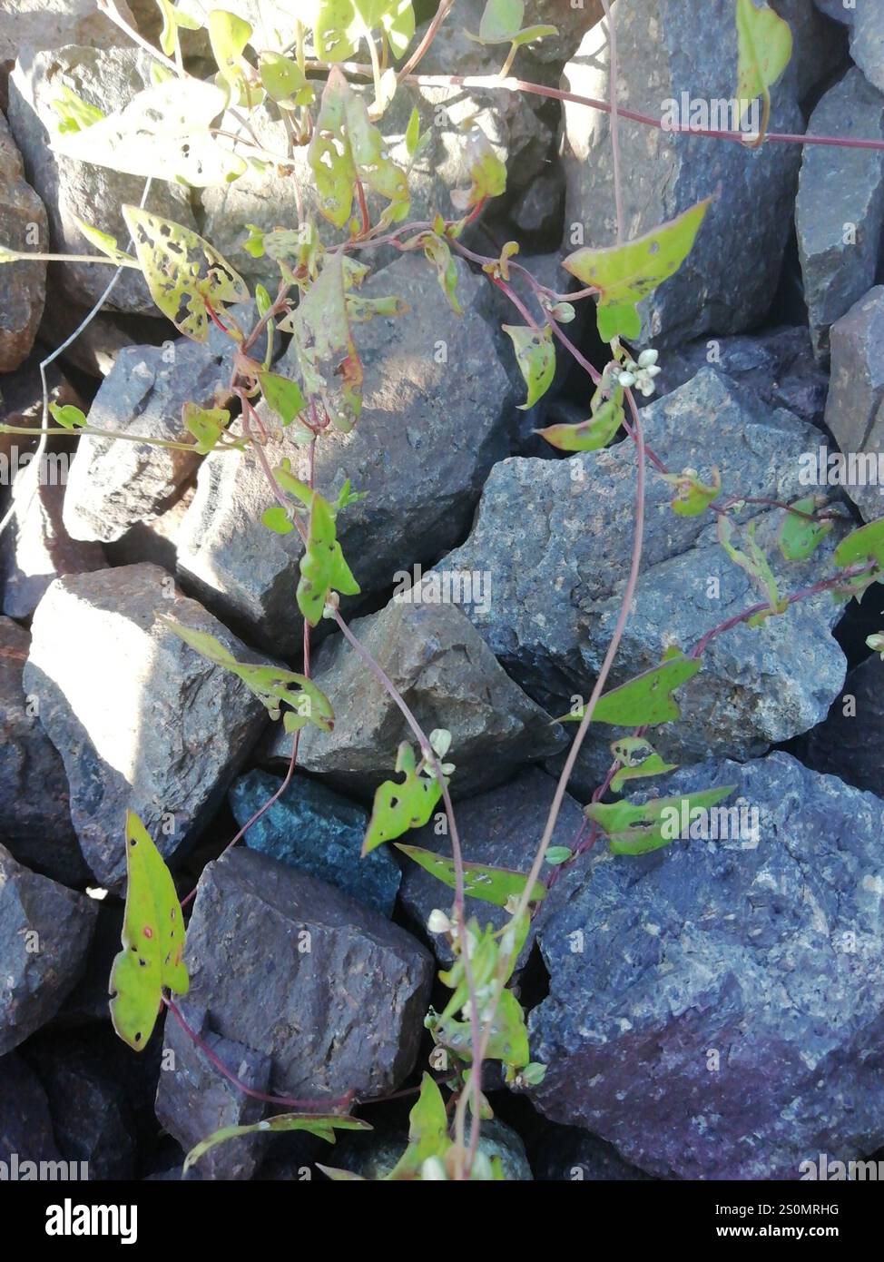 Black-bindweed (Fallopia convolvulus Stock Photo - Alamy