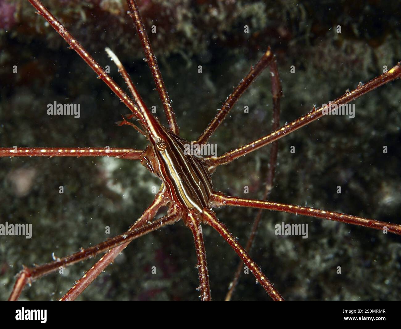 Long-legged spider crab, East Atlantic arrow crab (Stenorhynchus ...