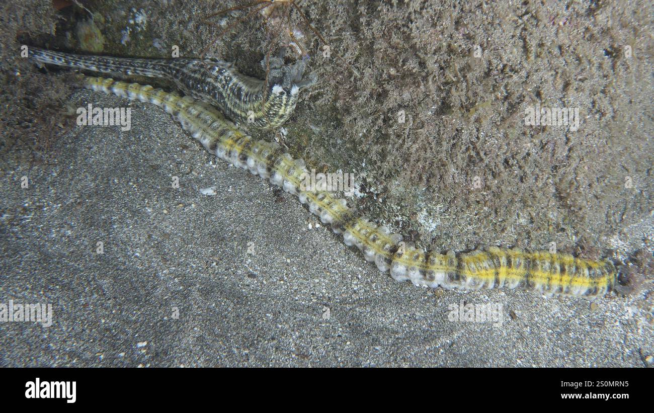 A patterned sea cucumber, snake sea cucumber (Euapta lappa), slithers ...