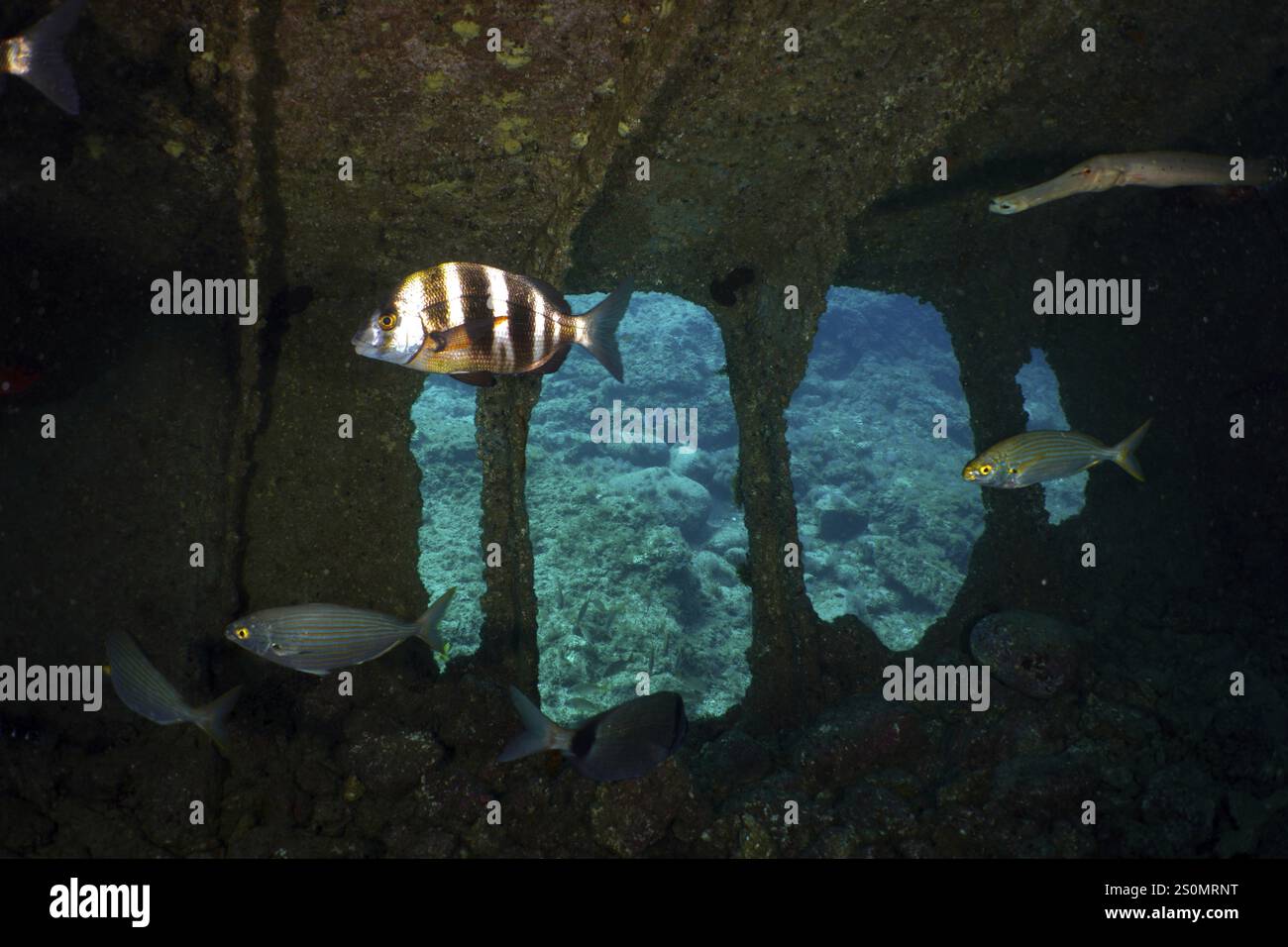 Several fish swimming in a room of a shipwreck, with a view into the ...