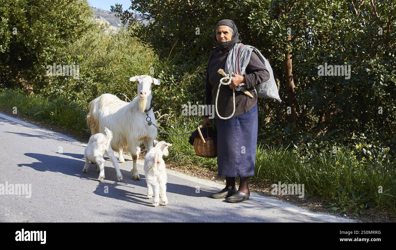 An elderly woman with three goats on a rural road, traditional clothing ...
