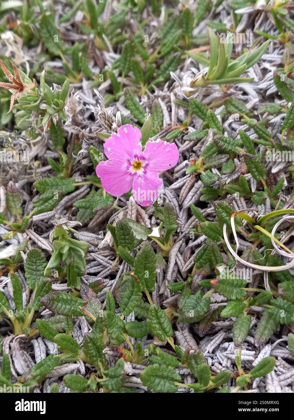 Alaska phlox (Phlox richardsonii alaskensis Stock Photo - Alamy