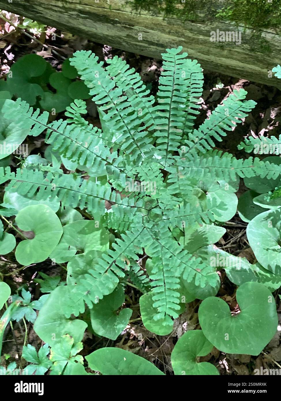 northern maidenhair fern (Adiantum pedatum Stock Photo - Alamy