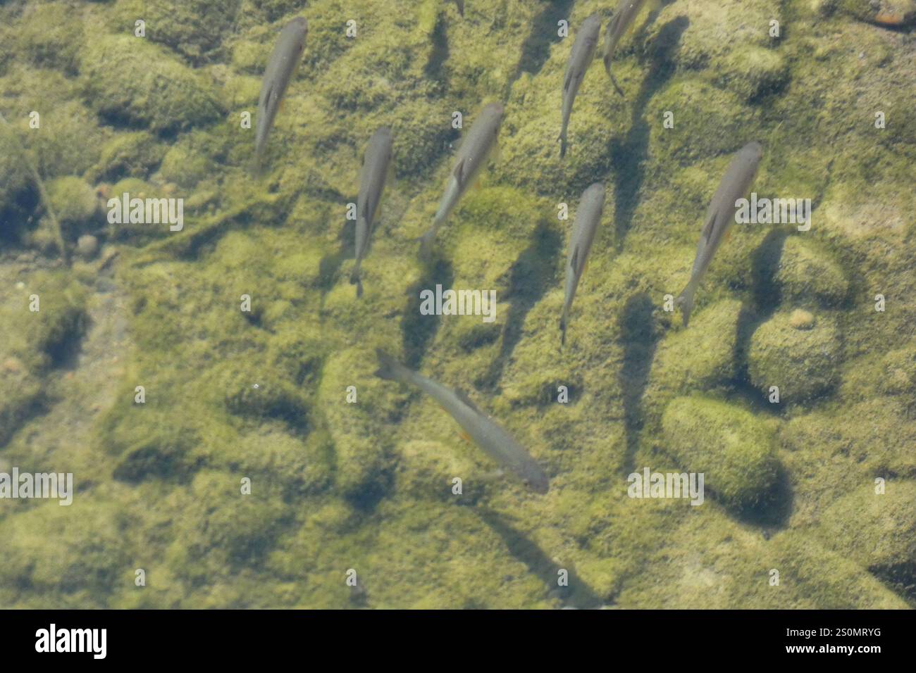 European chub (Squalius cephalus Stock Photo - Alamy