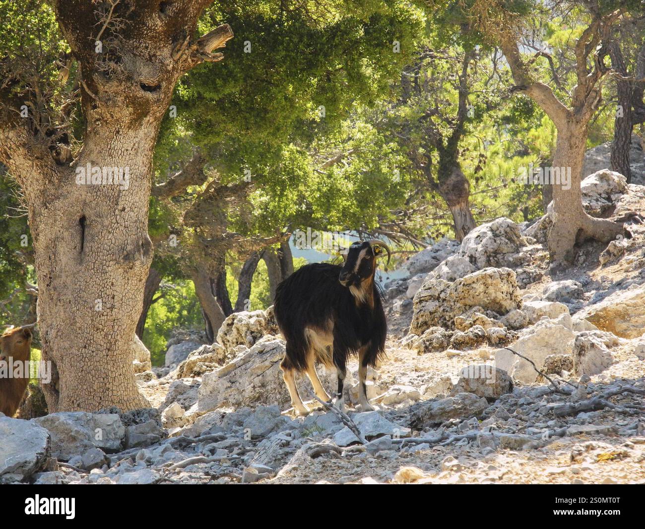 A goat standing in the shady forest between rocks, sheep (e) or goat (n ...