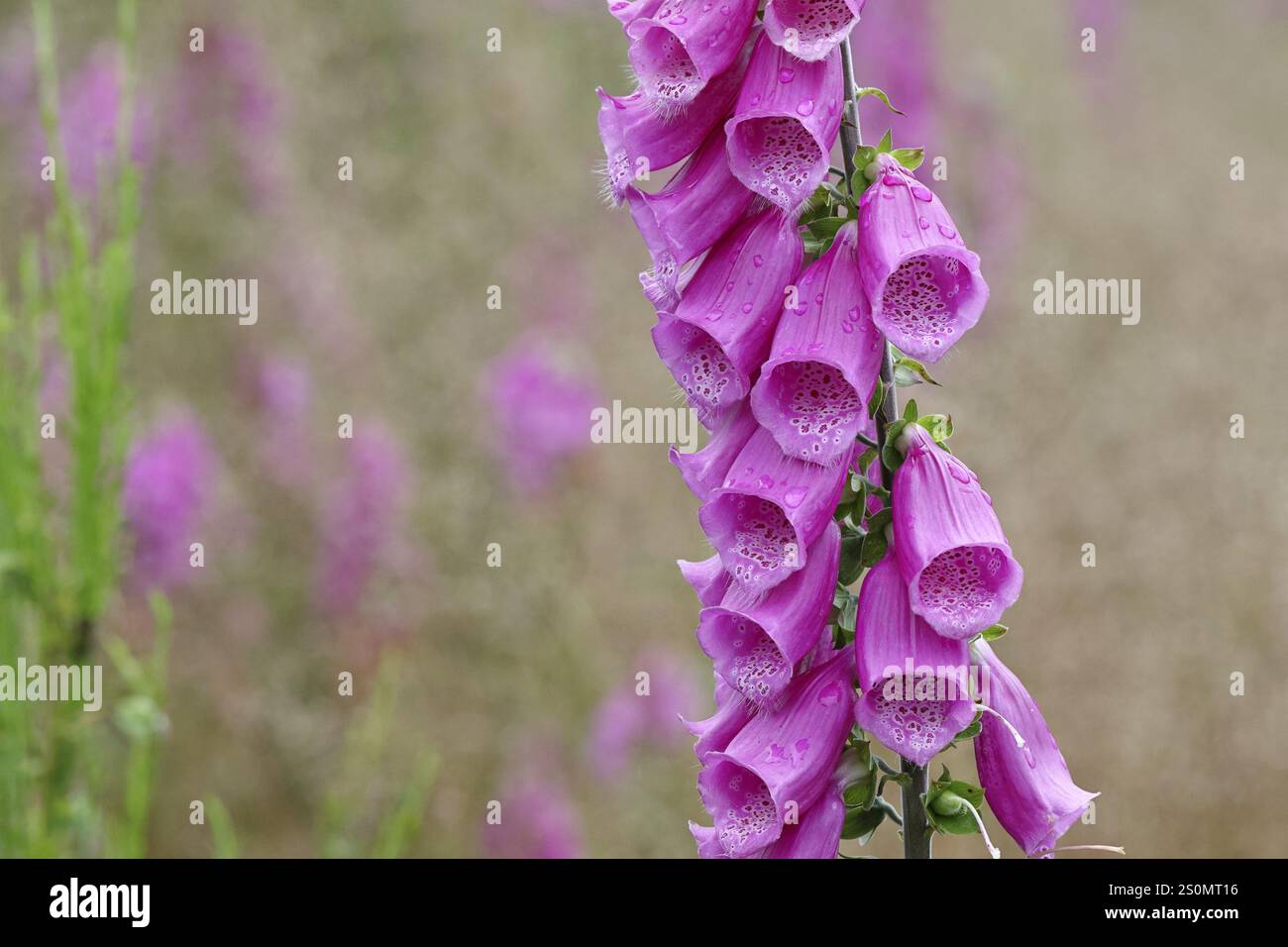 Common foxglove (Digitalis purpurea), flowers, from the plantain family ...