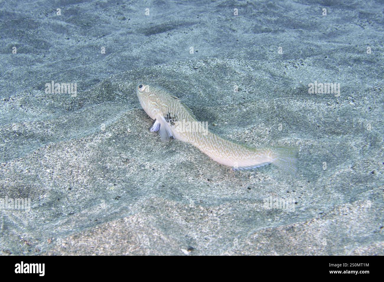Small poisonous fish, Petermaennchen (Trachinus draco), resting on ...