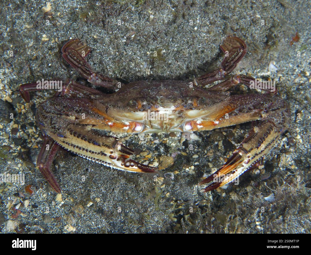 Red swimming crab (Cronius ruber) on grey seabed, dive site Playa, Los ...