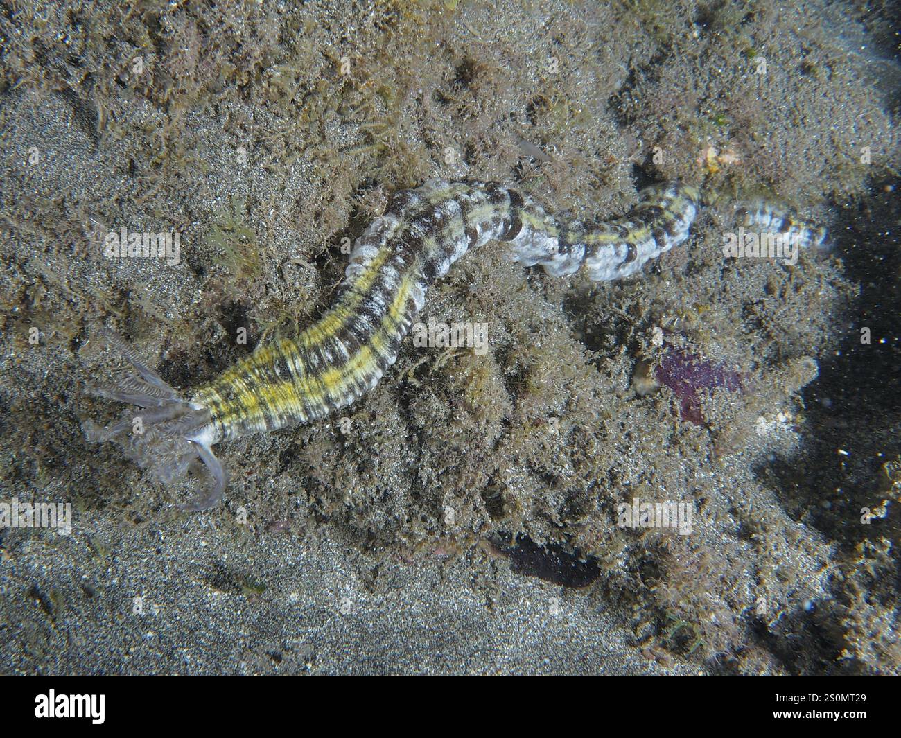 A colourful snake sea cucumber (Euapta lappa), sea cucumber, moving ...