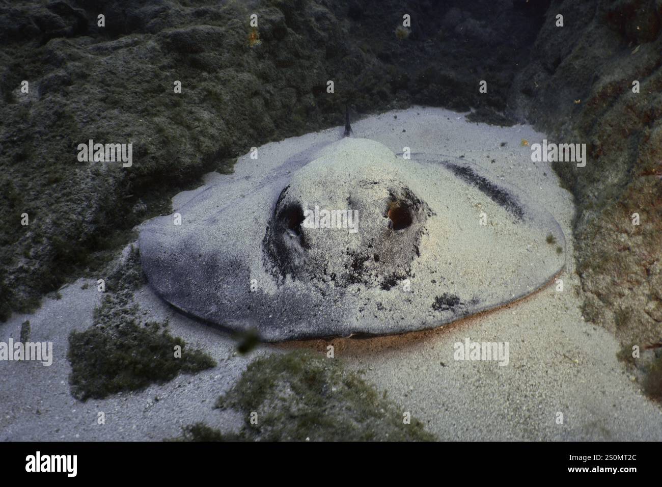 Stingray hiding under rock hi-res stock photography and images - Alamy