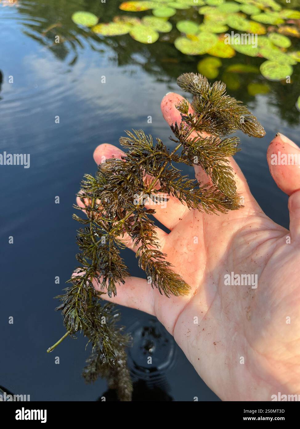 coontail (Ceratophyllum demersum Stock Photo - Alamy