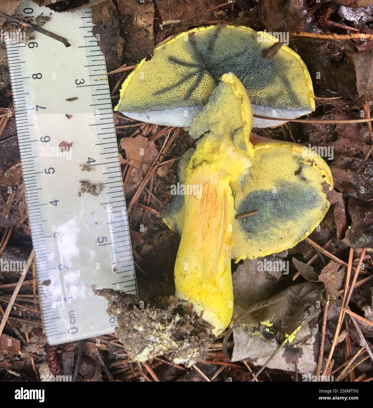 powdery sulfur bolete (Pulveroboletus ravenelii Stock Photo - Alamy