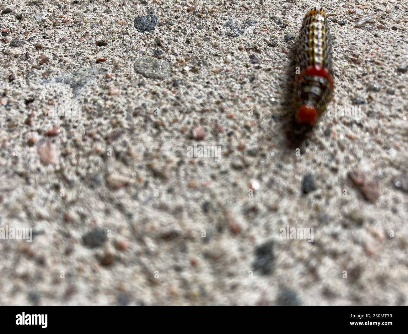 Red-humped Caterpillar Moth (Oedemasia concinna Stock Photo - Alamy