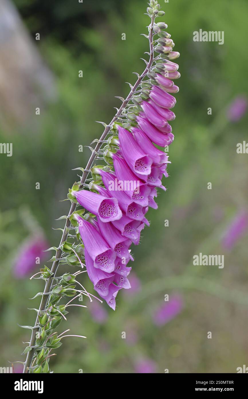 Common foxglove (Digitalis purpurea), flowers, from the plantain family ...