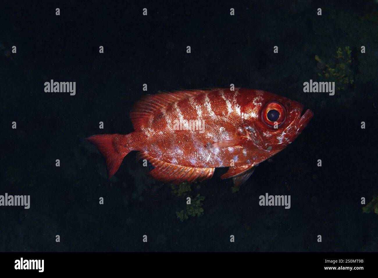 Red fish with conspicuous pattern, bigeye perch glass eye ...