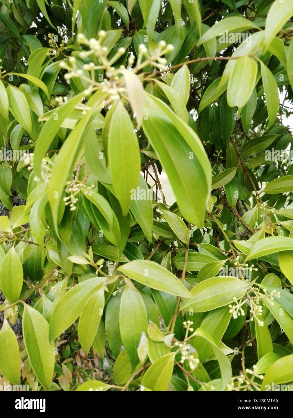 Cinnamon tree (Cinnamomum burmanni Stock Photo - Alamy