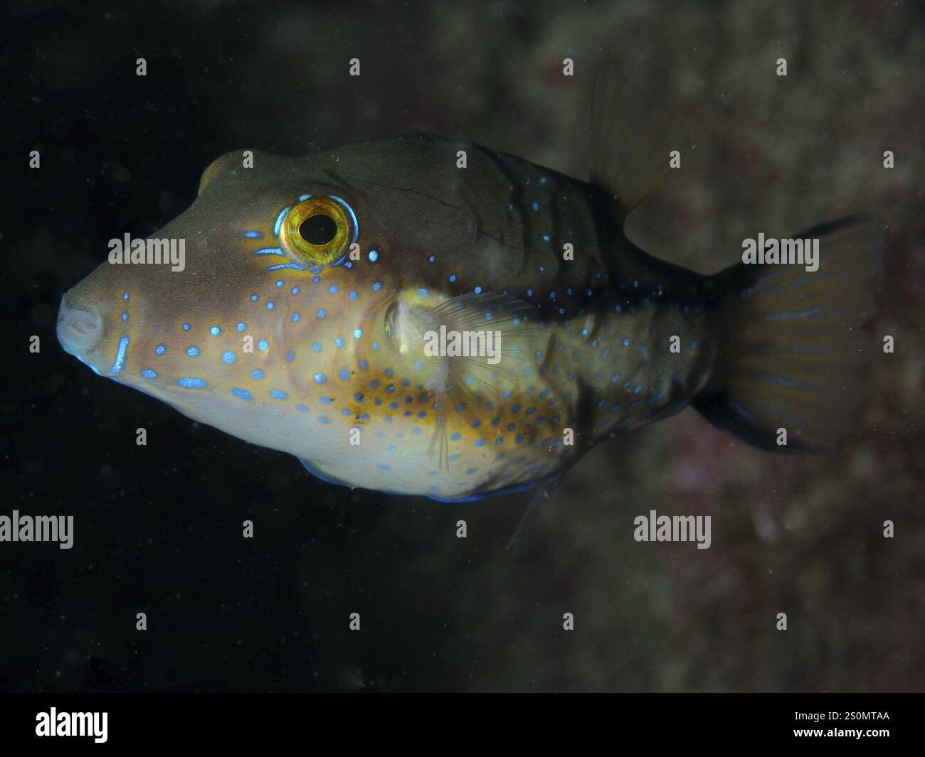 A pointed head pufferfish (Canthigaster rostrata) with bright spots ...