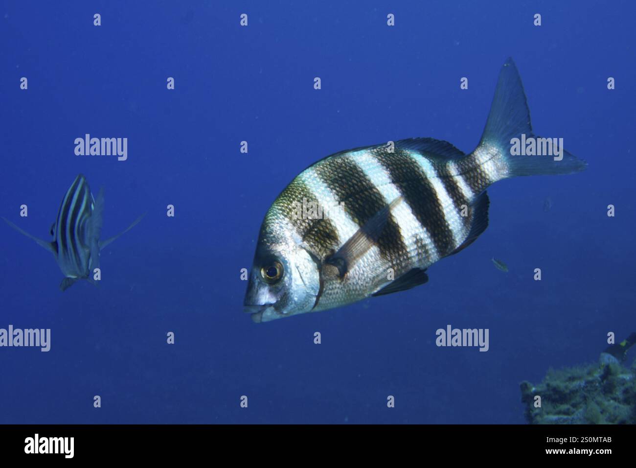 A striped fish, zebra bream (Diplodus cervinus cervinus), swimming in ...