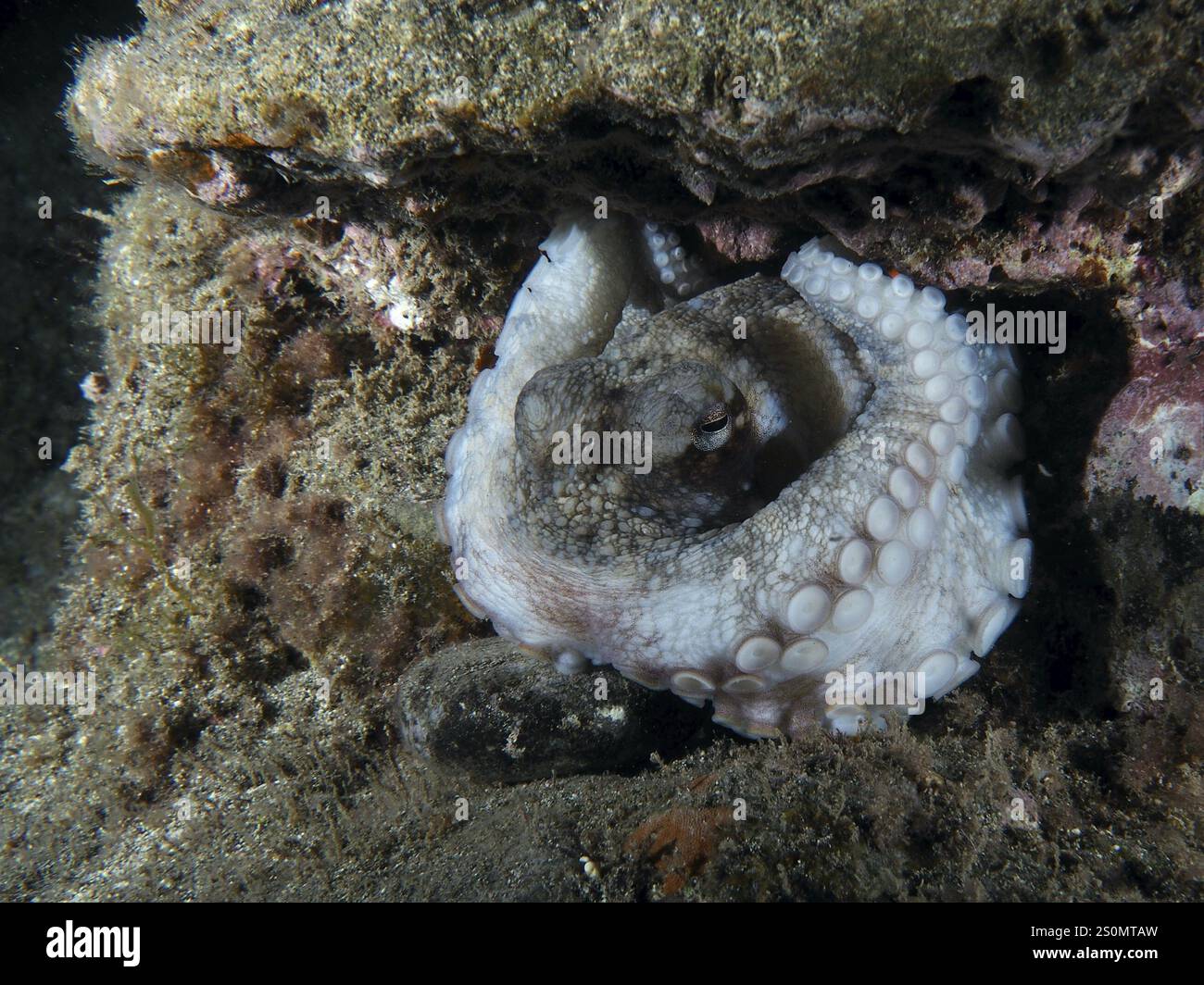 An octopus, Common Octopus (Octopus vulgaris), rests in the reef at ...