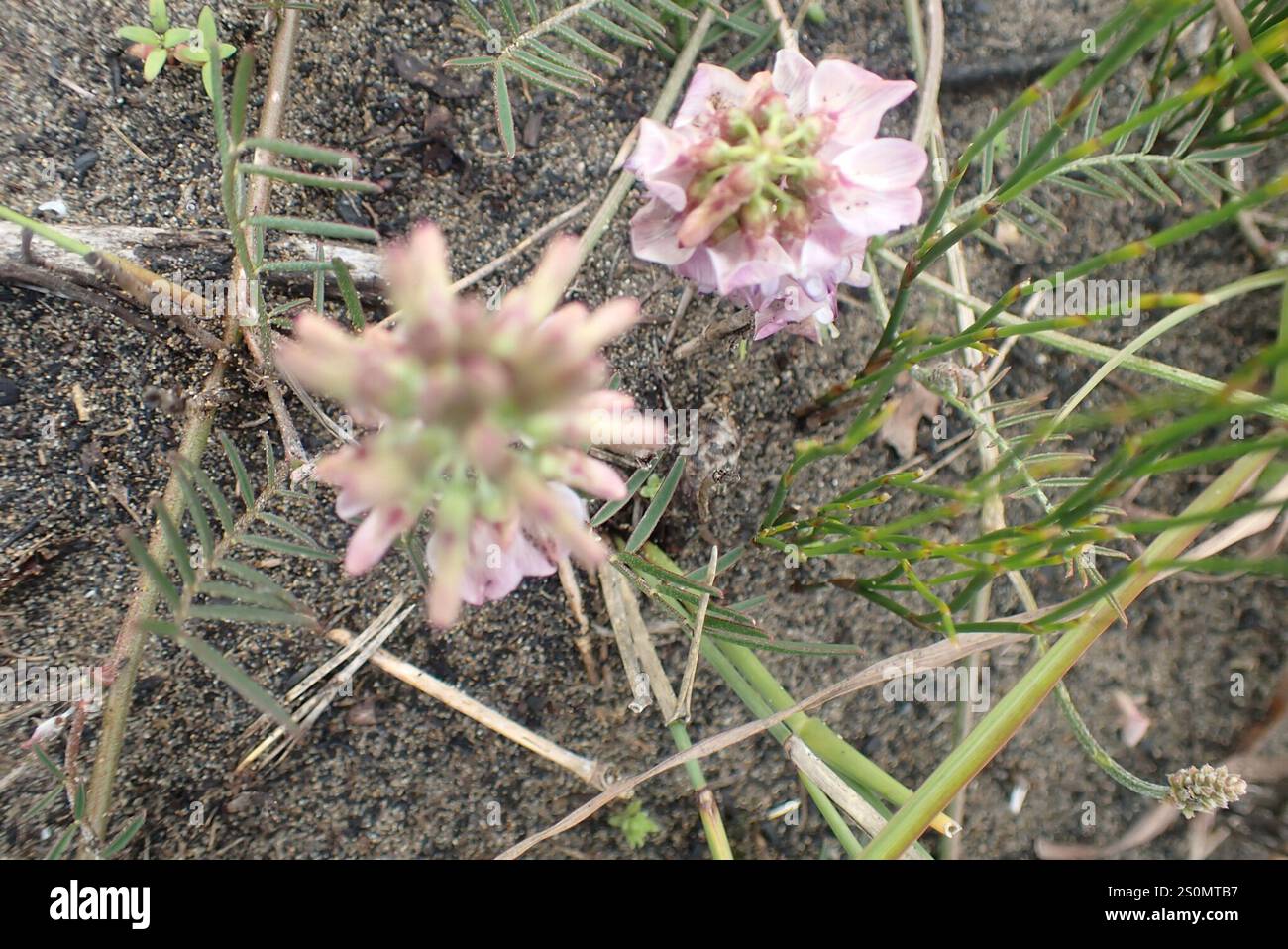 Longstalk Bubblepod (Lessertia stenoloba Stock Photo - Alamy